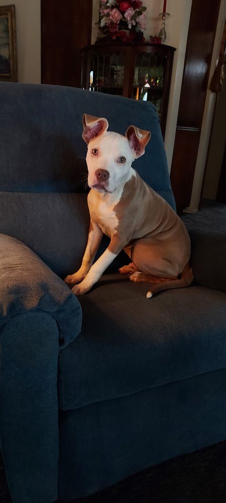 IT’S THE PITS DOG RESCUE - Updated January 2026 - 100 Photos & 81 ...