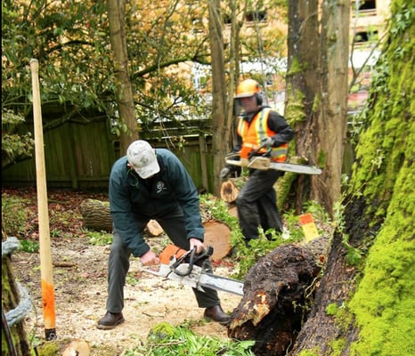 BALLARD TREE SERVICE - Updated December 2025 - 31 Photos & 98 Reviews ...