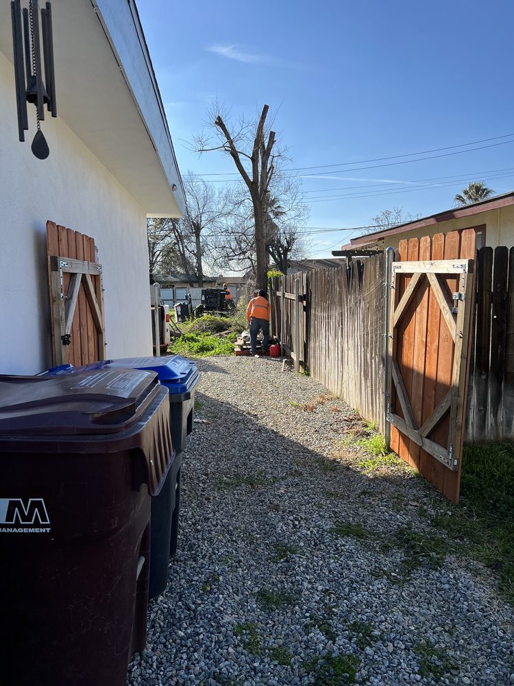 DISCOUNT TREE CARE - Updated October 2025 - 227 Photos & 59 Reviews - P ...