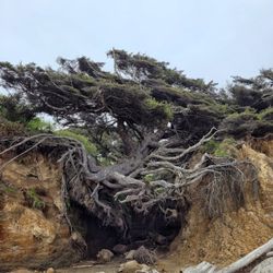 TREE OF LIFE - 29 Photos - Landmarks & Historical Buildings - 101 Old ...