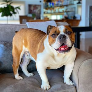 LADERA RANCH ANIMAL HOSPITAL - Updated April 2025 - 31 Photos & 116 ...