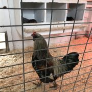 MUSCOOT FARM - 143 Photos & 37 Reviews - Farmers Market - 51 Rt 100 ...