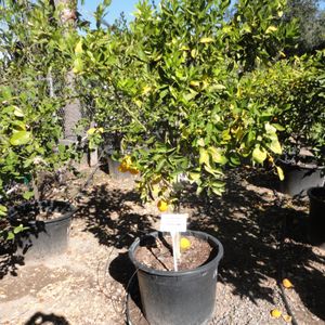 TREE OF LIFE NURSERY - Updated February 2025 - 110 Photos & 68 Reviews ...