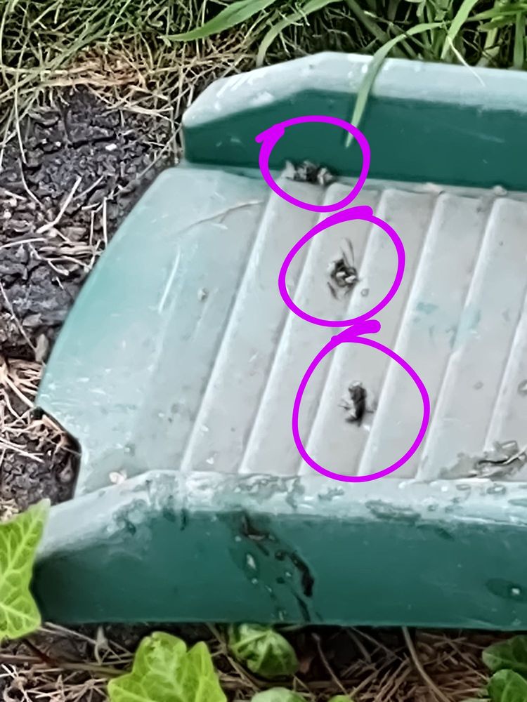 FAMILY PEST CONTROL - Updated November 2025 - 10 Photos - Wallingford ...