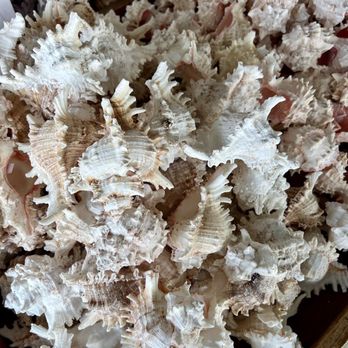 THE SHELL SHOP - Updated July 2025 - 212 Photos & 138 Reviews - 590 ...