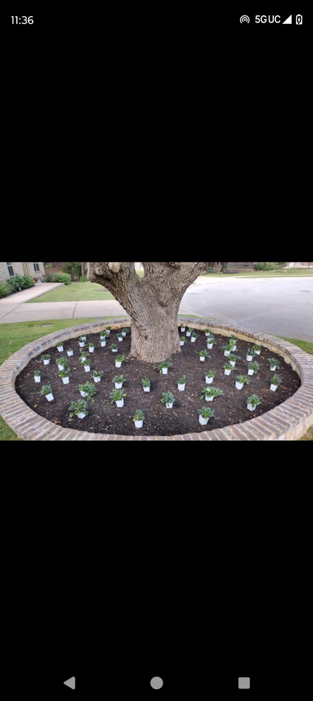 TIM’S TREE AND LANDSCAPING - Updated February 2025 - Request Consultation - 9512 Carson Creek ...