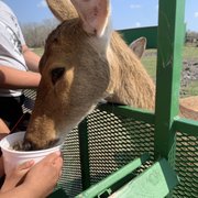 BAYOU WILDLIFE ZOO - 329 Photos & 121 Reviews - Zoos - 5050 FM 517 ...