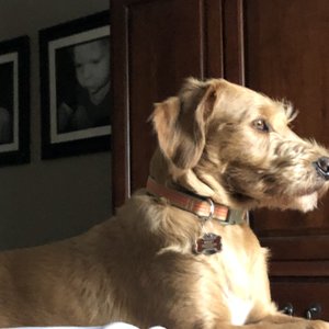 HIGH RIDGE ANIMAL HOSPITAL - 2612 Gravois Rd, High Ridge, Missouri ...