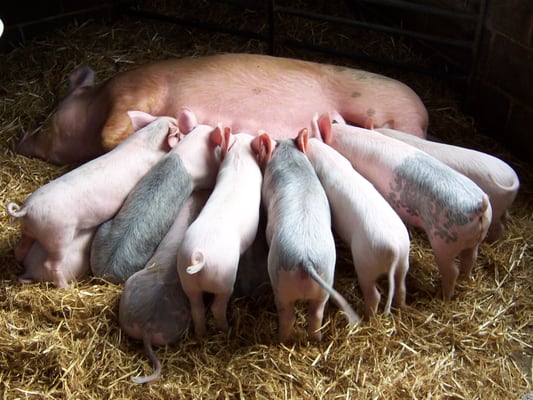 BOCKETTS FARM PARK - Updated October 2025 - 16 Photos & 12 Reviews ...