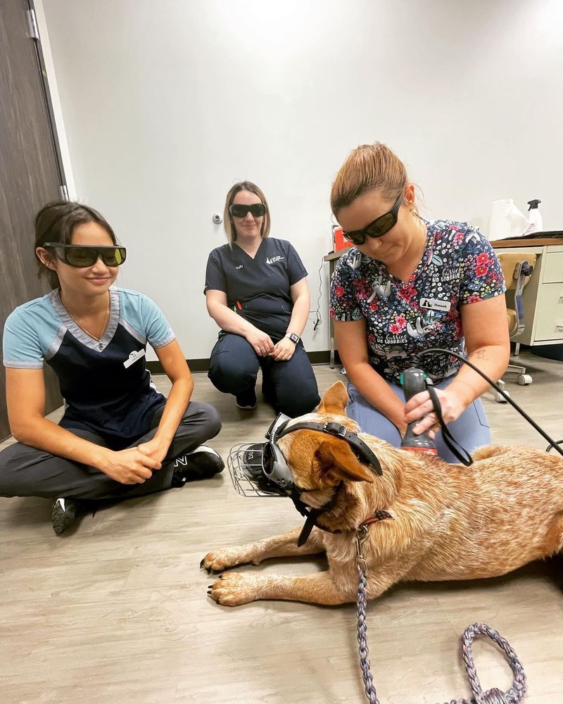 PAW PAW VETERINARY CLINIC - Updated October 2025 - 12 Reviews - 31690 E Red Arrow Hwy, Paw Paw ...