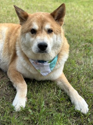 ZOOMIN GROOMIN MOBILE PET SPA - Updated December 2025 - 14 Photos & 12 ...