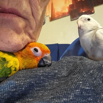 ARIZONA PARROTS - Updated December 2025 - 36 Photos & 14 Reviews ...