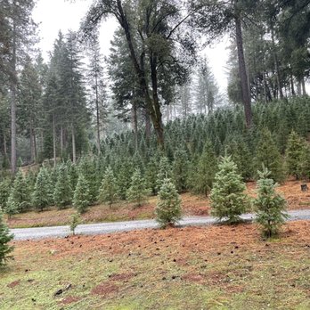 NORTH STAR TREE FARM - Updated October 2025 - 58 Photos & 31 Reviews ...