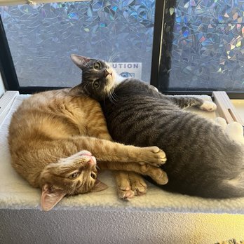 TOE BEANS AND DREAMS ADOPTION CAFE - Updated March 2025 - 166 Photos ...