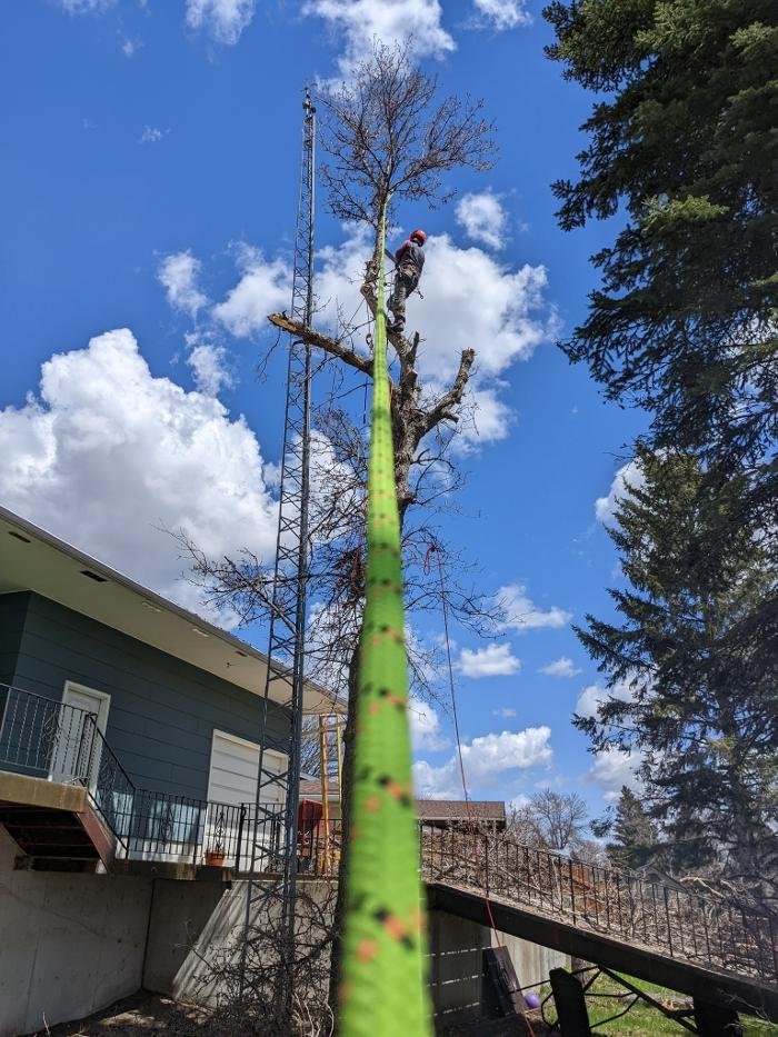 SHAMROCK TREE SERVICES - Updated August 2025 - 2 Camryn Lane, Brandon ...