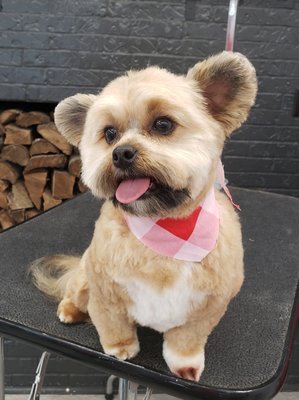 K9 BATH BODY & BOARDING - 34 Photos - Pet Groomers - 28669 Hardiman Rd, Madison, AL - Phone ...