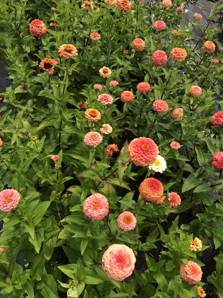 ESTABROOKS FARM & GARDEN - Updated June 2026 - 283 N Anguilla Rd ...