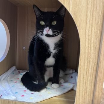 CATFE MONTCLAIR - Updated December 2025 - 35 Photos & 12 Reviews - 356 ...