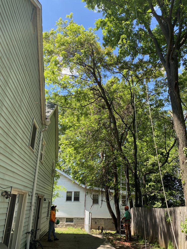 HUGO MORALES TREE SERVICE - Updated August 2025 - Request a Quote - 56 ...