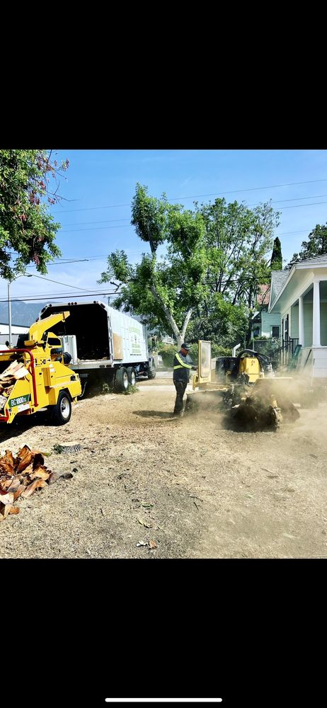 M&M TREE SERVICE - Updated December 2025 - 321 Photos & 163 Reviews ...