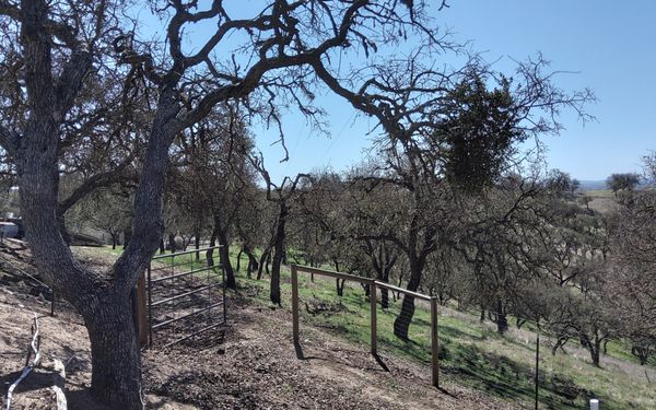 CORE TREE CARE - Updated October 2025 - 13 Photos & 15 Reviews - Corona ...