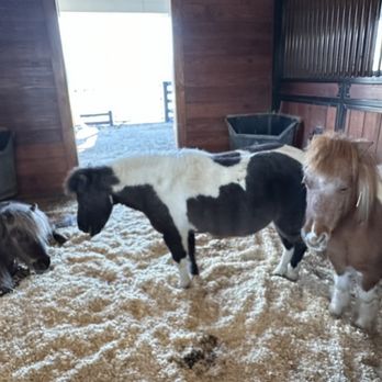 R&R RANCH MINIATURE HORSE SANCTUARY - Updated September 2025 - 12 Photos - 18222 Wild Horse ...