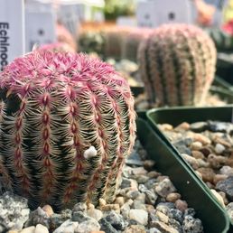 CALIFORNIA CACTUS CENTER - 570 Photos & 182 Reviews - Nurseries ...