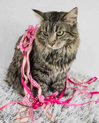 MOSTLY MUTTS ANIMAL RESCUE - Updated December 2025 - 31 Photos - 3238 ...