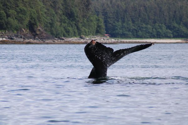JAYLEEN’S ALASKA - Updated March 2026 - 32 Photos & 15 Reviews - Juneau ...