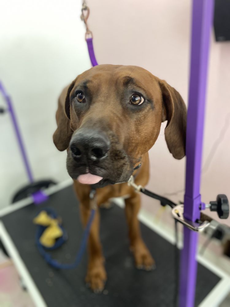 FURRY FAMILY GROOMING - Updated December 2025 - 21 Photos - 1486 Elm St ...