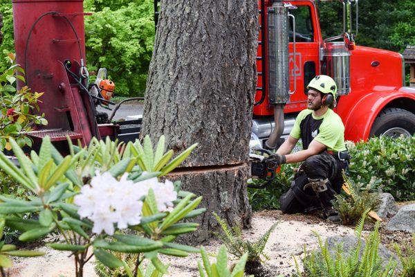 EASTSIDE TREE WORKS - Updated October 2025 - 64 Photos & 117 Reviews ...