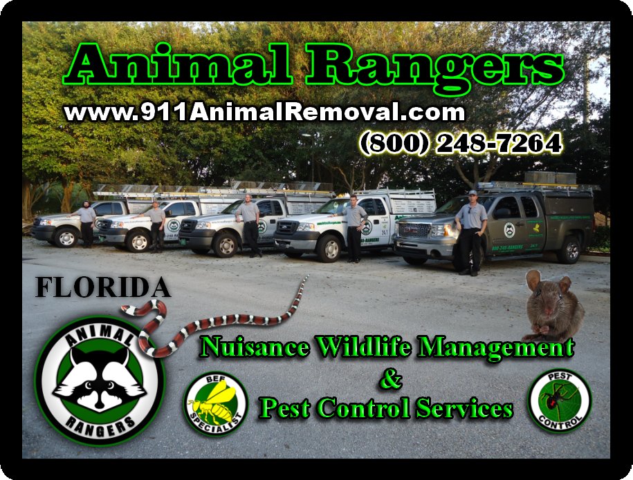 ANIMAL RANGERS - Updated December 2025 - Sarasota, Florida - Pest ...