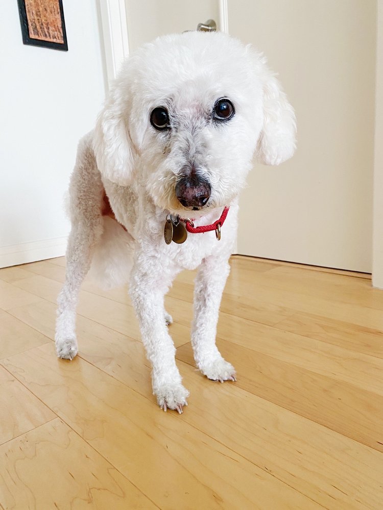 MOOCHI DOG SALON AND SUPPLY - Updated May 2025 - 252 Photos & 269 ...