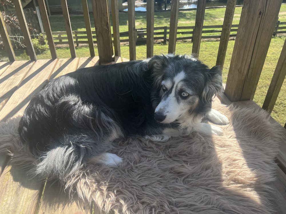 THEODORE VETERINARY HOSPITAL - Updated December 2025 - 12 Photos & 35 ...