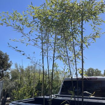 EL RANCHO NURSERY - Nurseries & Gardening - 5098 Ellsworth Rd ...