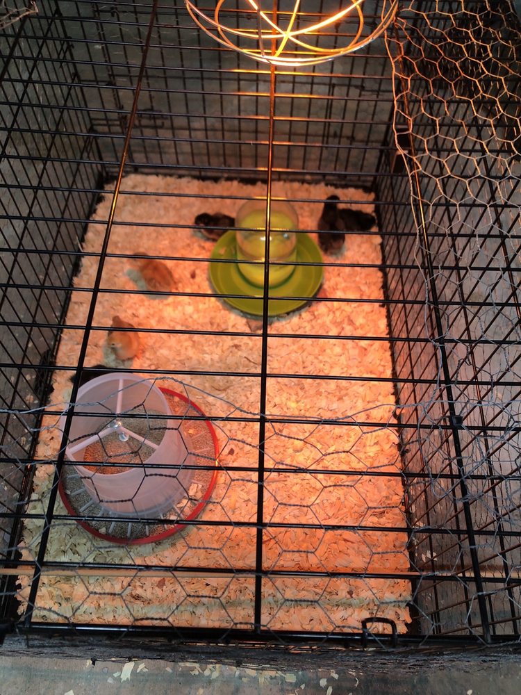 TIBALDO’S FEED & SUPPLY - Updated January 2026 - 12011 Highway 6, Santa ...