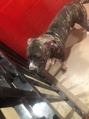 HELPING HOUNDS DOG RESCUE - Updated January 2026 - 16 Photos & 30 ...