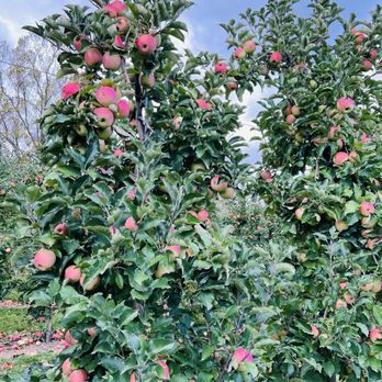 BUTLER’S ORCHARD - Updated August 2024 - 706 Photos & 391 Reviews ...