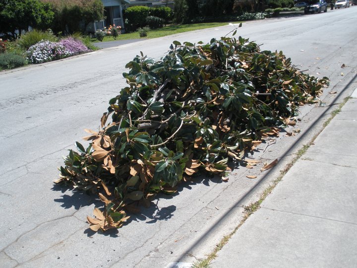 KDM TREE SERVICE - Updated July 2025 - San Jose, California - Tree ...