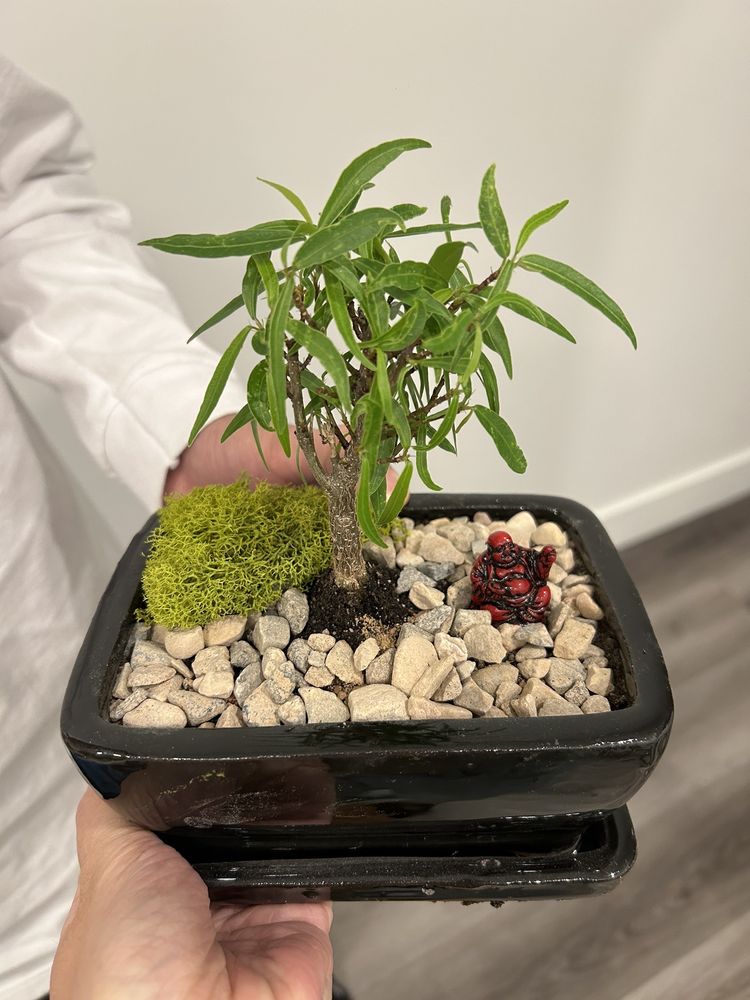 BONSAI BAI ME - Updated December 2025 - 28 Photos & 14 Reviews - 43 S ...