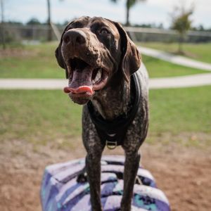BECK RANCH PARK DOG PARK - 15 Photos - SR-415 Trl, Osteen, Florida ...