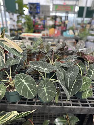 PAT’S FARMS GARDEN CENTER - Updated January 2026 - 71 Photos - 1126 ...