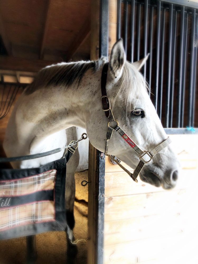 M & S STABLES - Updated January 2026 - 760 Piketown Rd, Harrisburg ...