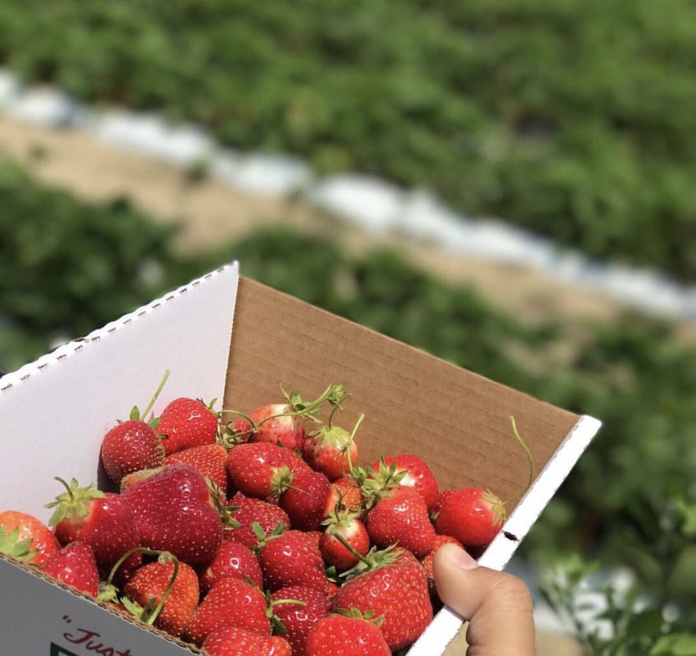 GIAMARESE FARM - 102 Photos & 63 Reviews - Farmers Market - 155 Fresh ...