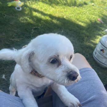 MOOCHI DOG SALON AND SUPPLY - Updated October 2025 - 253 Photos & 271 ...