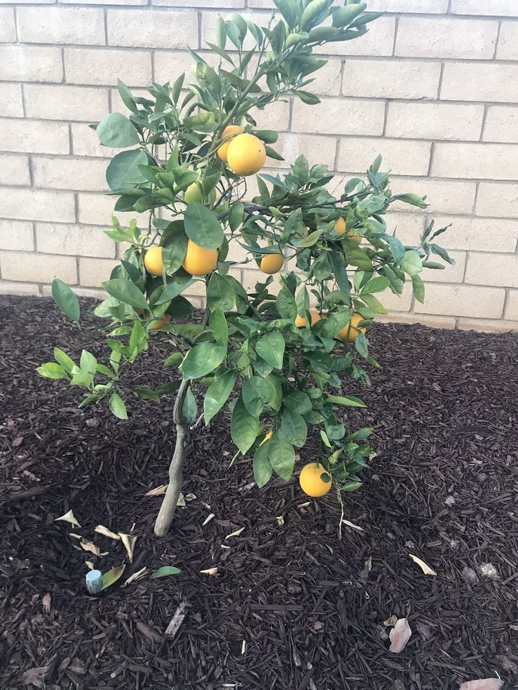 ATKINS NURSERY - Updated January 2026 - 22 Photos & 22 Reviews - 3129 ...