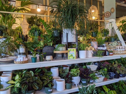 PLANTHOUSE - Updated May 2024 - 243 Photos & 84 Reviews - Yelp