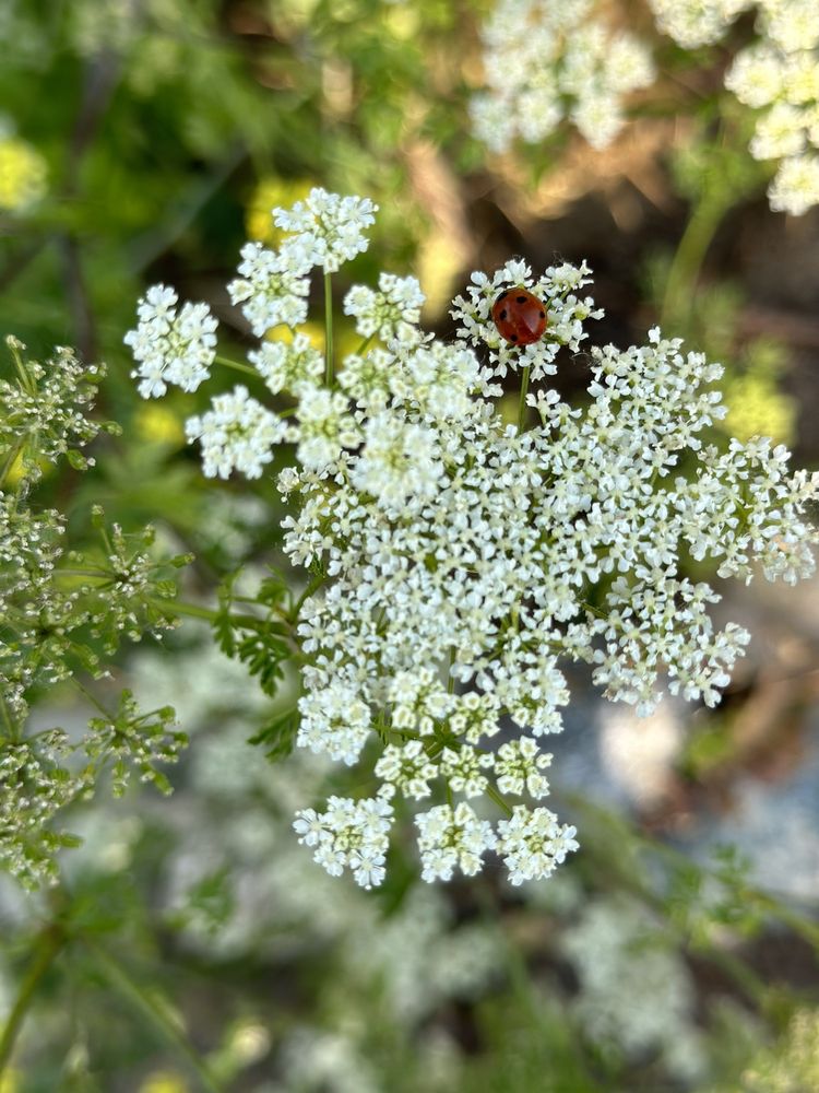 LOUIS RUBIDOUX NATURE CENTER - Updated January 2026 - 14 Photos - 5370 ...