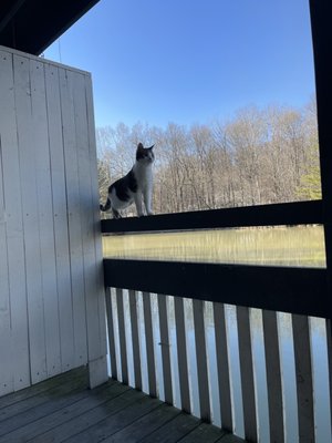 HUMANE SOCIETY OF SUMMIT COUNTY - Updated October 2025 - 40 Photos & 20 ...