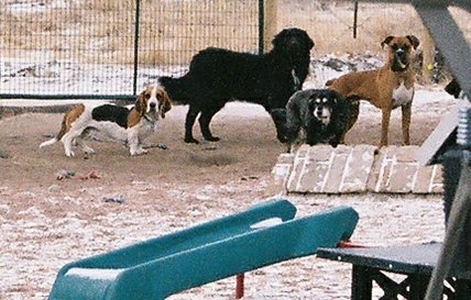 DOGGIE DUDE RANCH - Updated December 2025 - 27 Photos - 1360 N Curtis ...